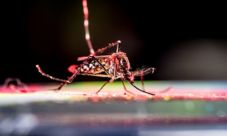 6 neighborhoods labeled as risk areas for spread of chikungunya