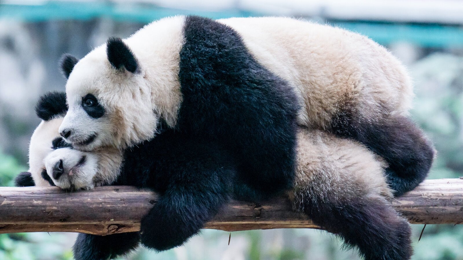 China promises 'new giant pandas' for France