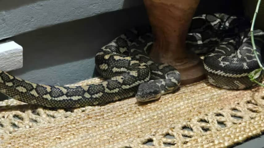 Australische vrouw schrikt wakker van lange python in bed: 'Schat, niet ...