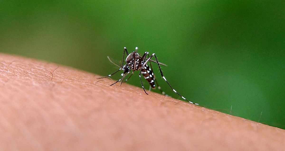 Al acht chikungunyagevallen geregistreerd