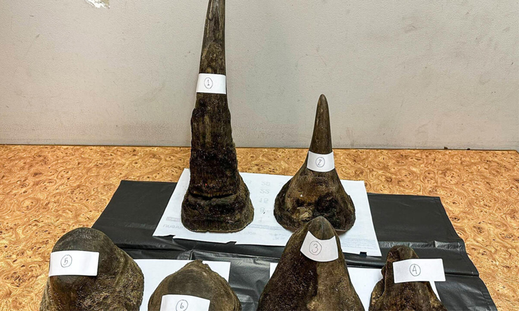 Man arrested in Thailand for smuggling rhino horn inside meat