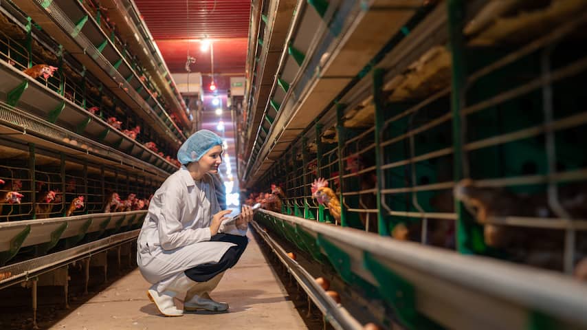 Mensen eten wereldwijd bijna zes keer zoveel kip als in 1961