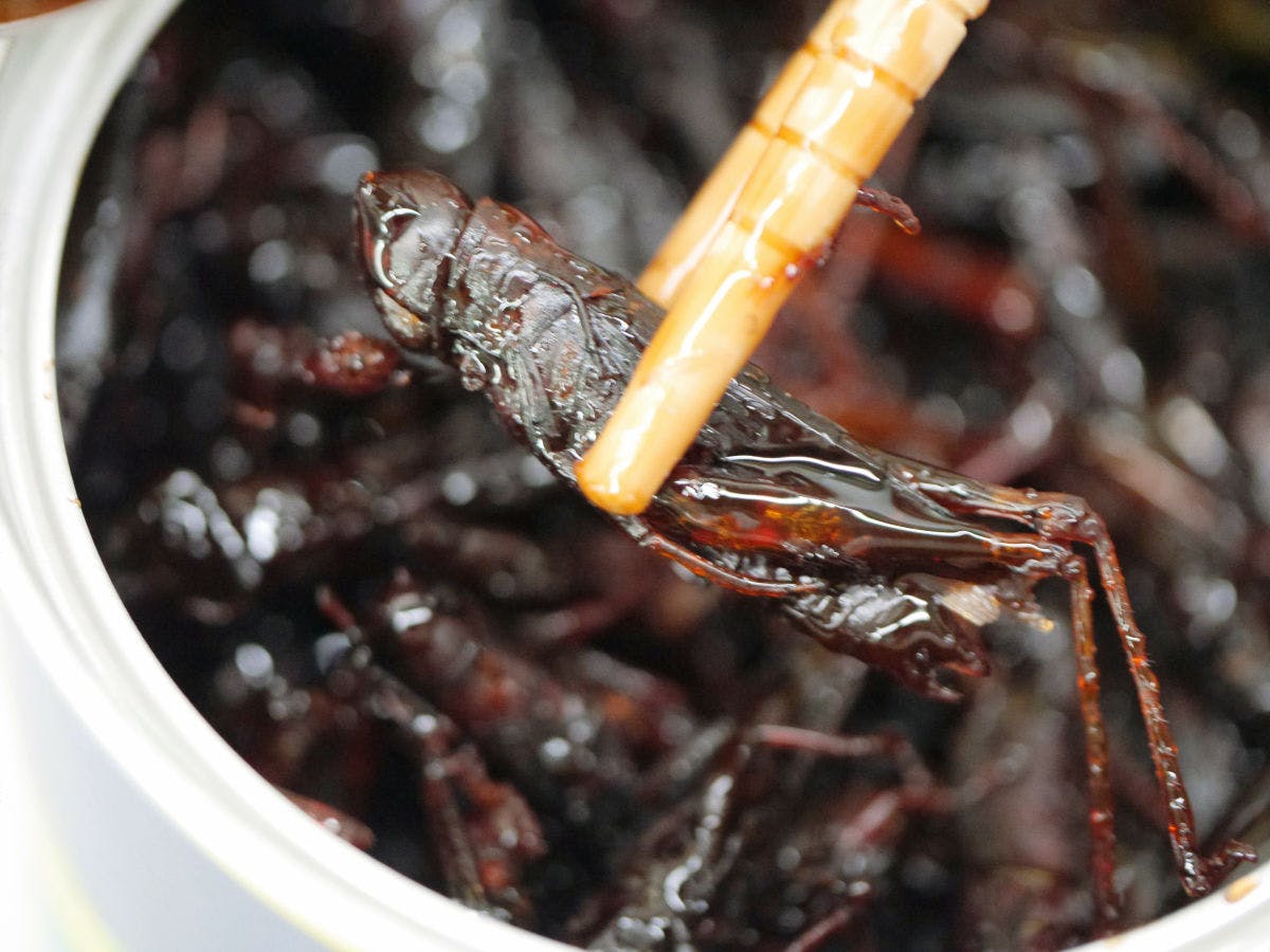 3 Crazy Bugs You Can Eat In Japan Tokyotreat Japanese Candy And Snacks