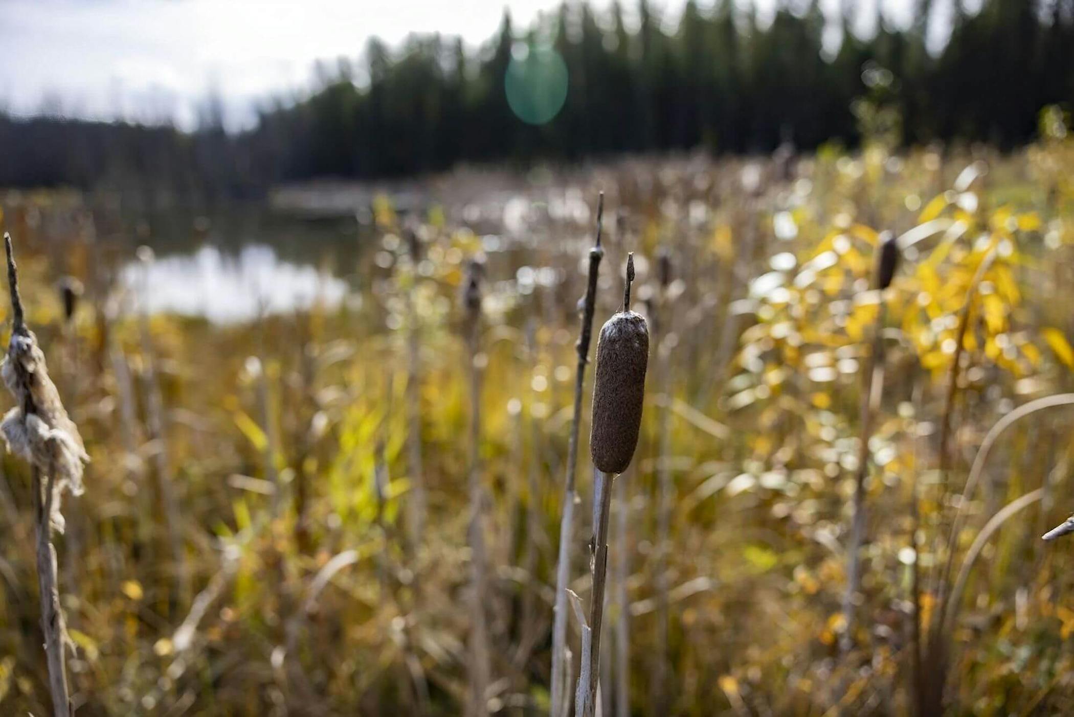 Assets | Topaz Energy - Canadian Royalty and Infrastructure Energy Company