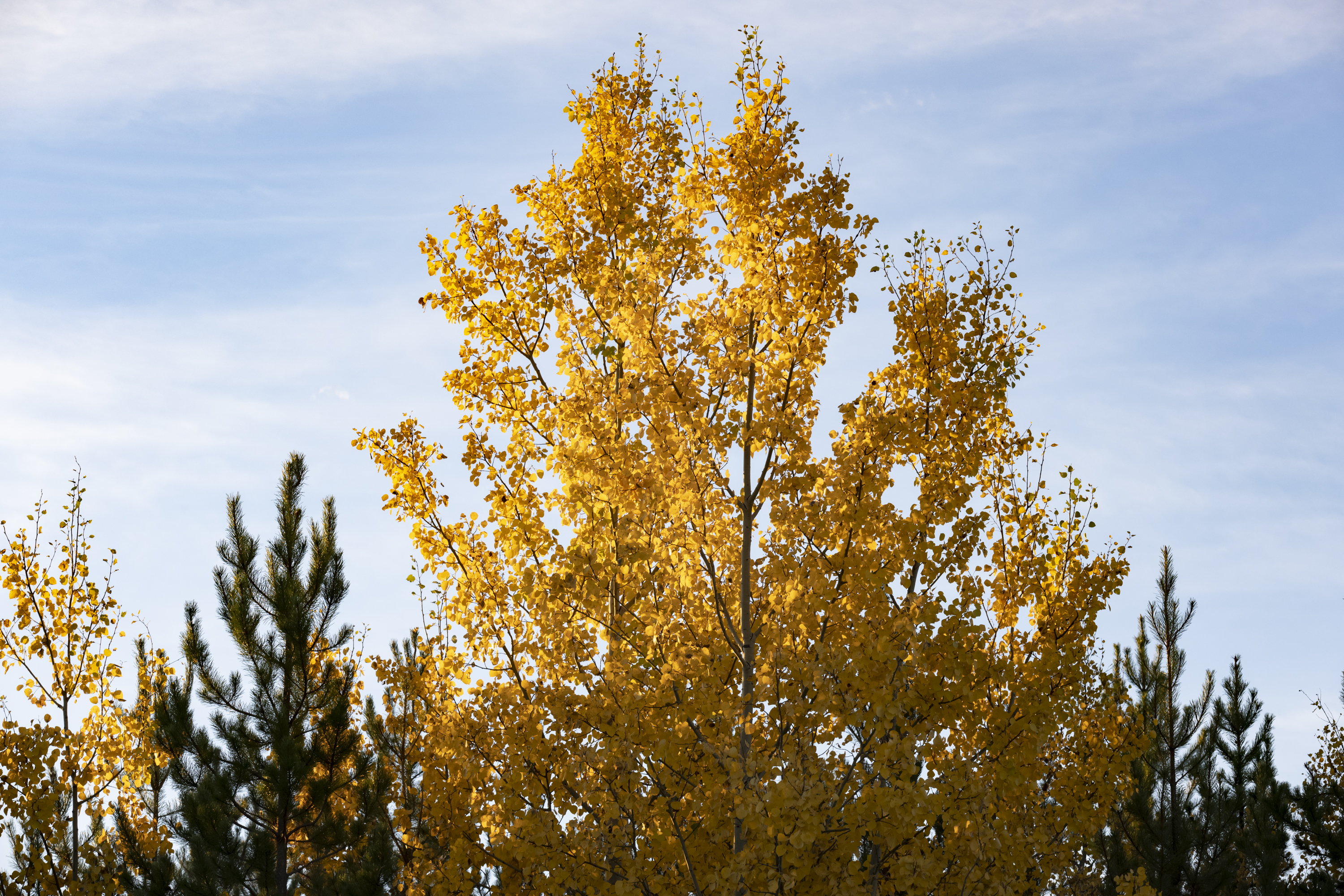 Assets | Topaz Energy - Canadian Royalty and Infrastructure Energy Company