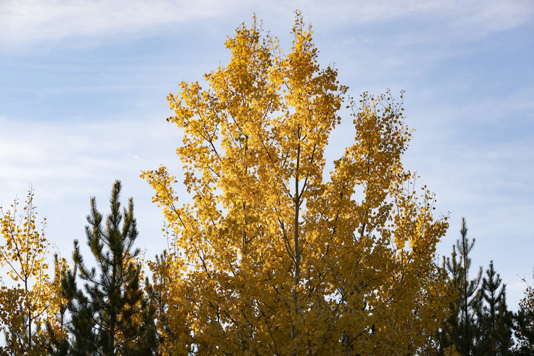 Assets | Topaz Energy - Canadian Royalty and Infrastructure Energy Company