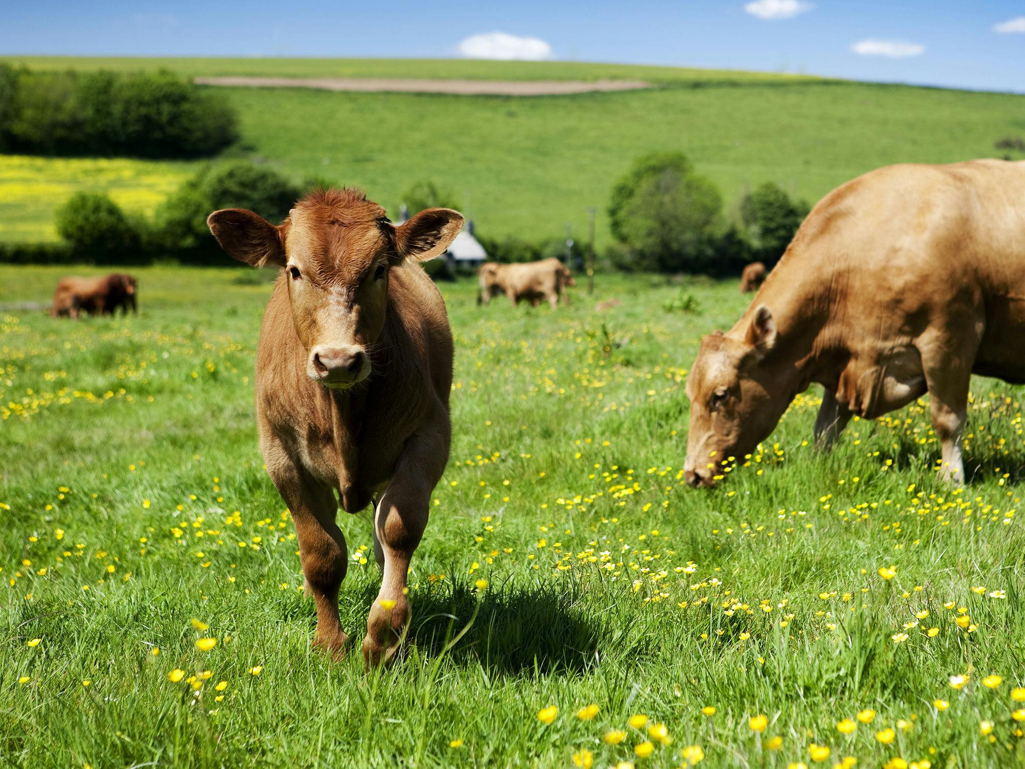 Recovery Protein Powder - Kickstart Recovery & Muscle Repair – Momentous