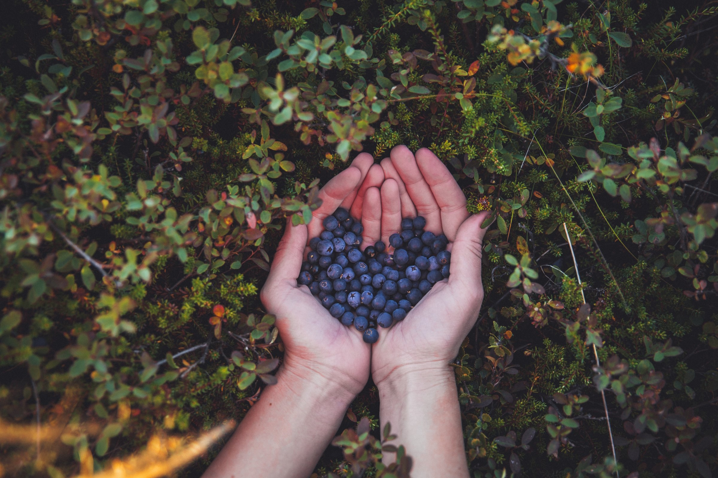 Iceland's Sustainability Saga