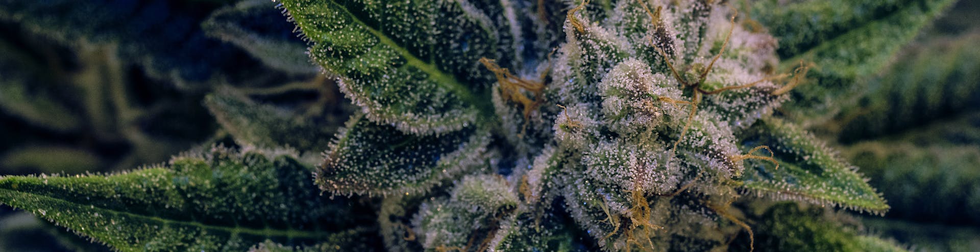 Super Boof Strain Review: Effects, Flavors & More | SPARC