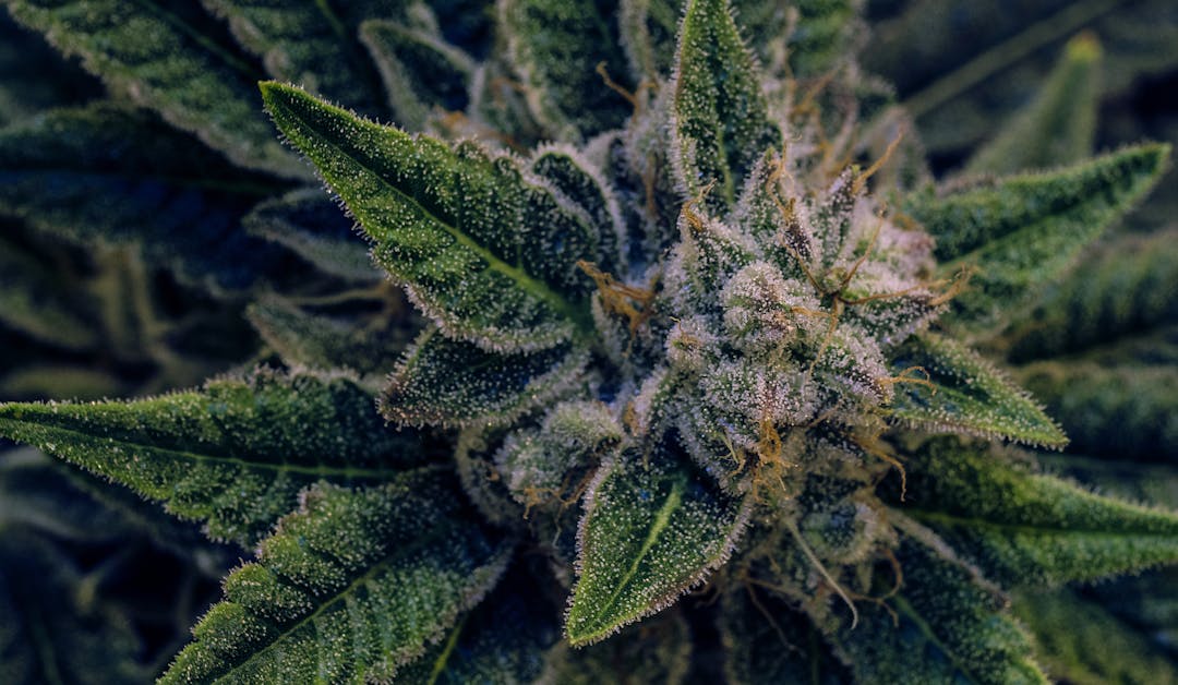 Mule Fuel Strain: Get Ready to Hit the Hay | SPARC