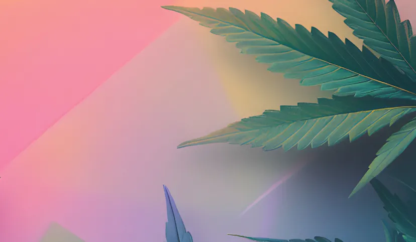 Super Boof Strain Review: Effects, Flavors & More | SPARC