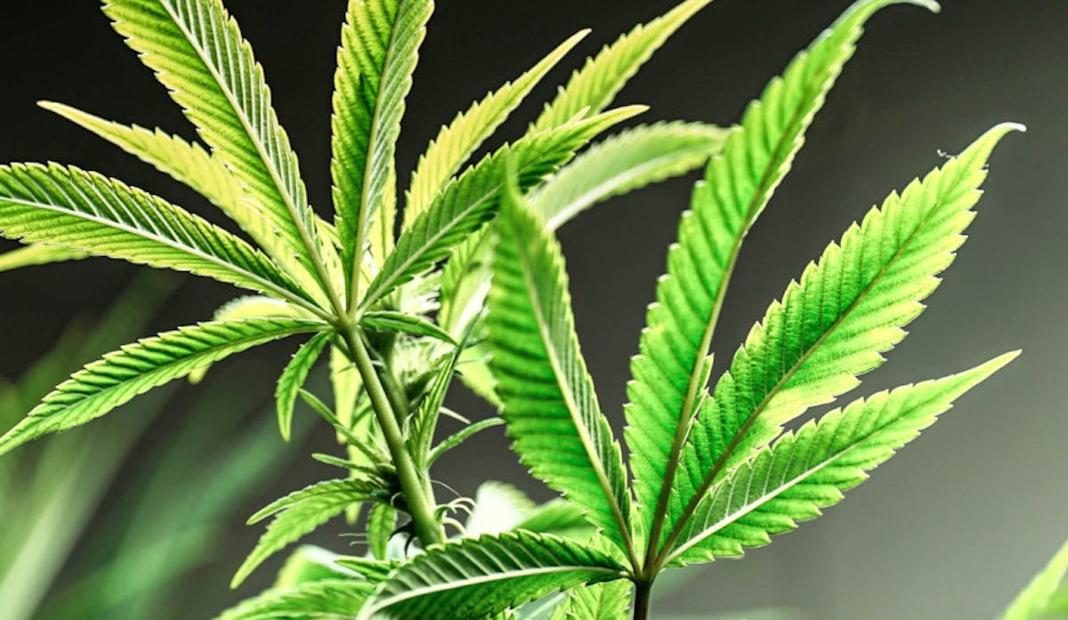 Mule Fuel Strain: Get Ready to Hit the Hay | SPARC