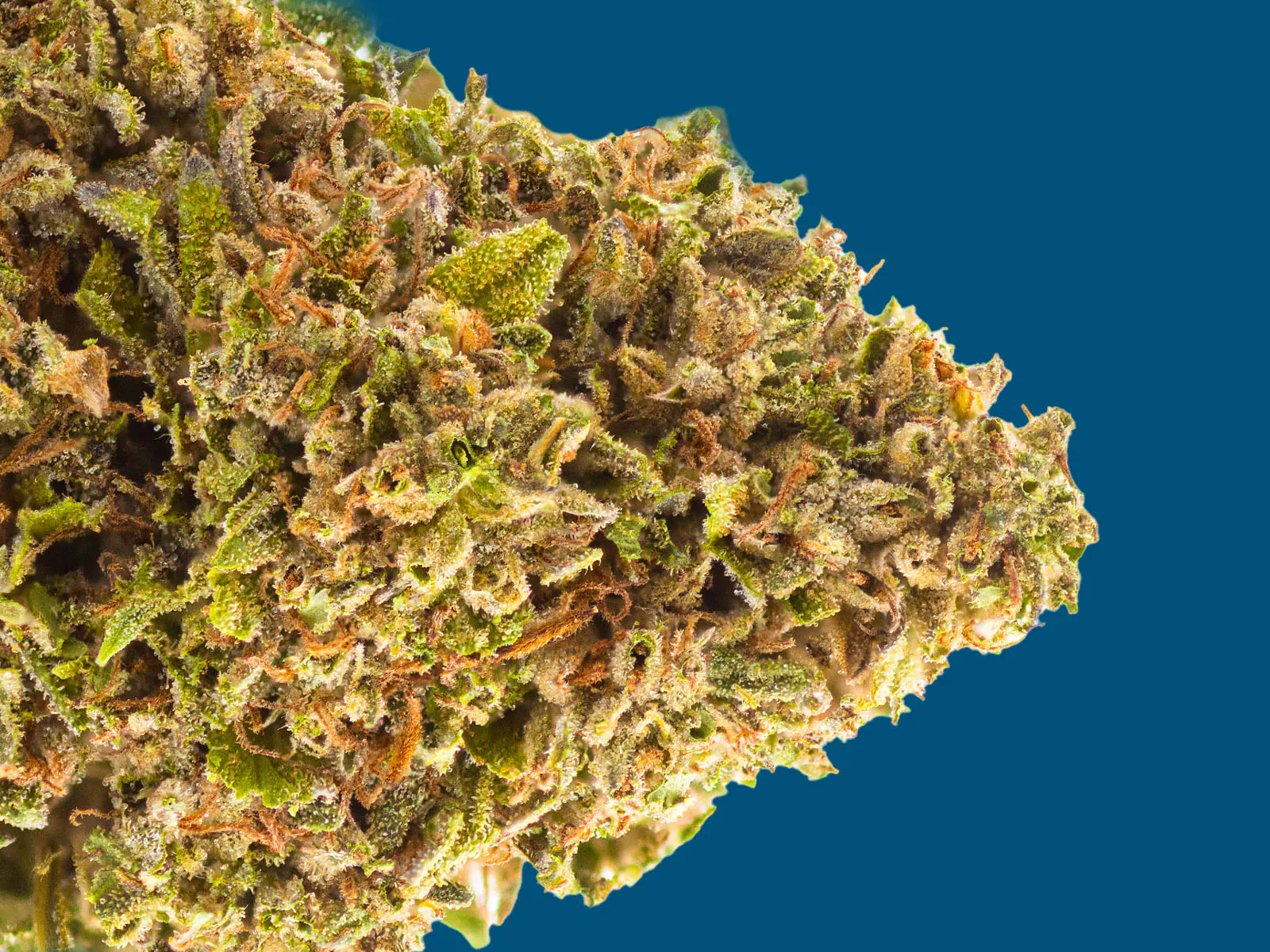 Shop Flower | SPARC Dispensary & Weed Delivery