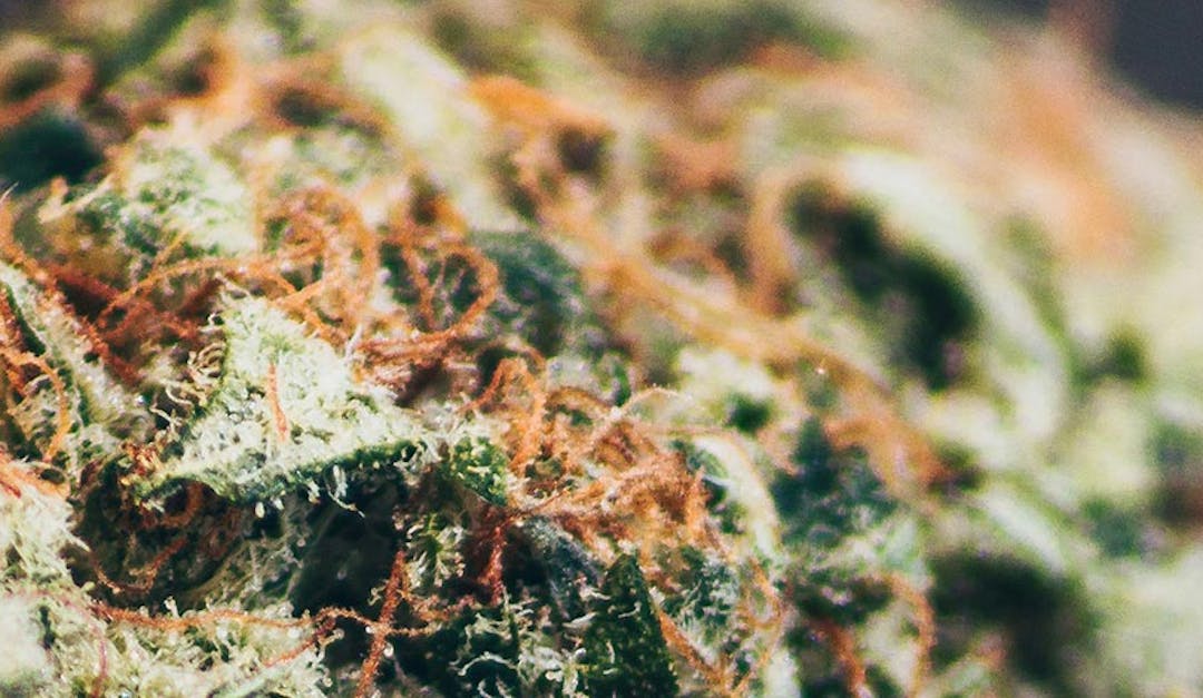 Mule Fuel Strain: Get Ready to Hit the Hay | SPARC