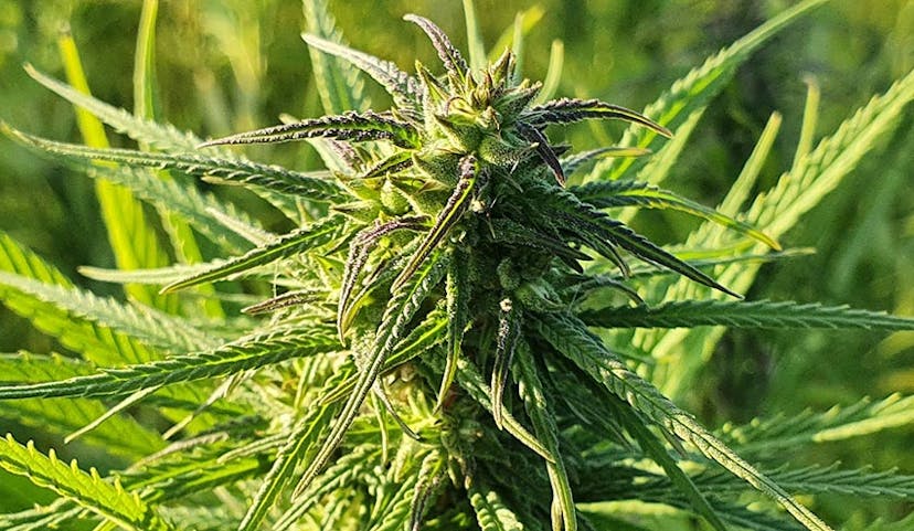 Mule Fuel Strain: Get Ready to Hit the Hay | SPARC