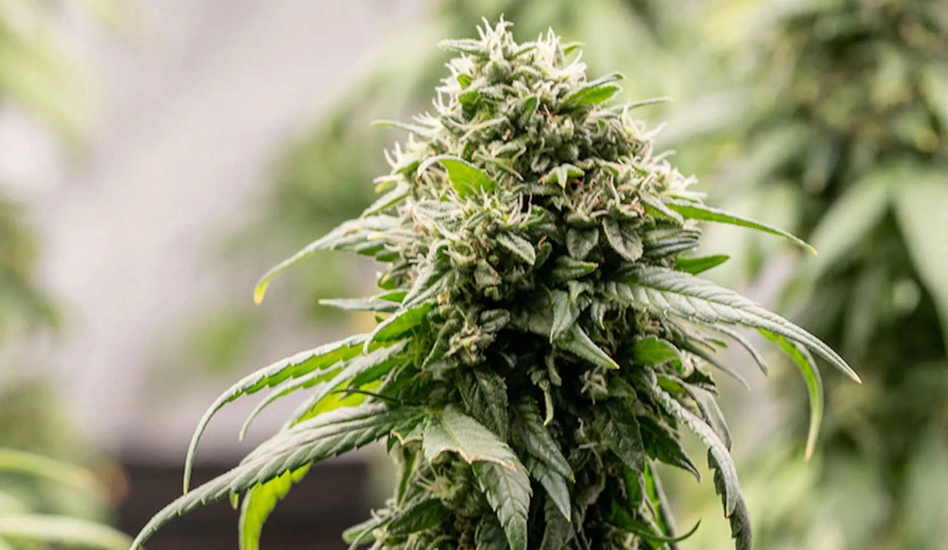 Super Boof Strain Review: Effects, Flavors & More | SPARC