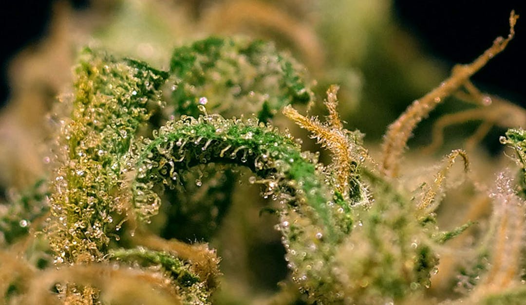 Mule Fuel Strain: Get Ready to Hit the Hay | SPARC