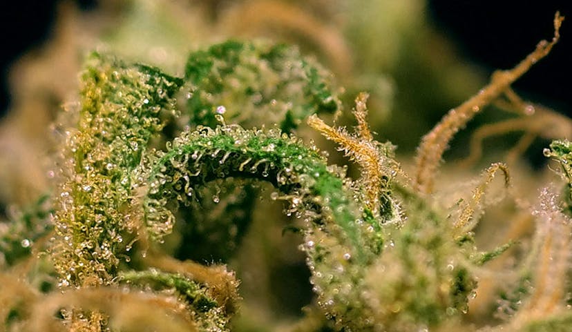 What Are Cannabis Trichomes? Effects & Types | SPARC
