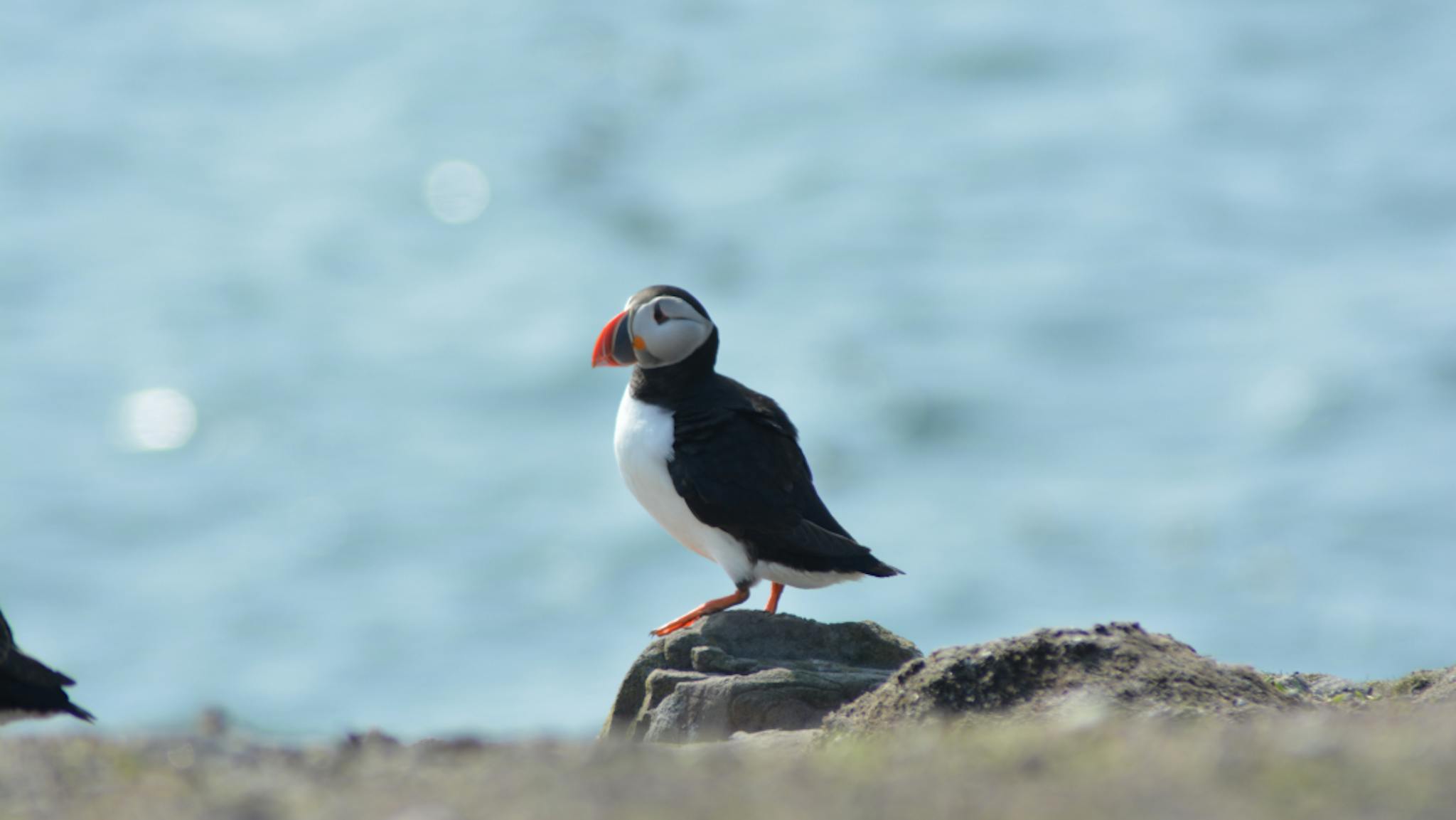 Guide to Spotting Puffins in Iceland | Tröll Expeditions