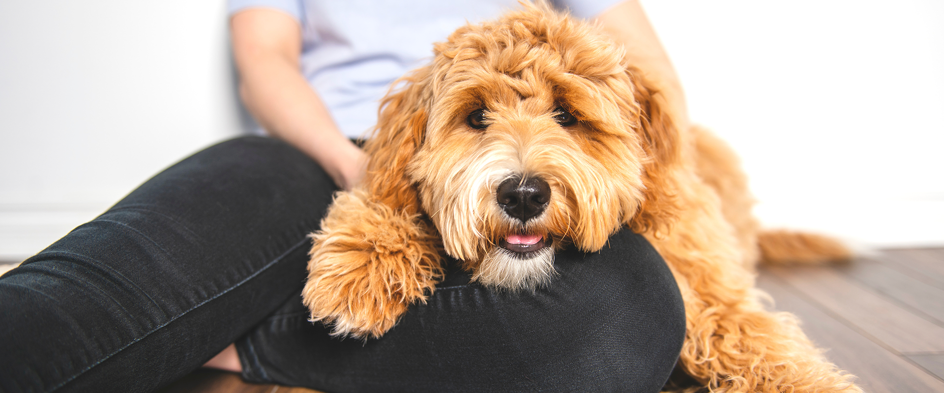 9 Goldendoodle Haircut Styles for Every Occasion | TrustedHousesitters.com