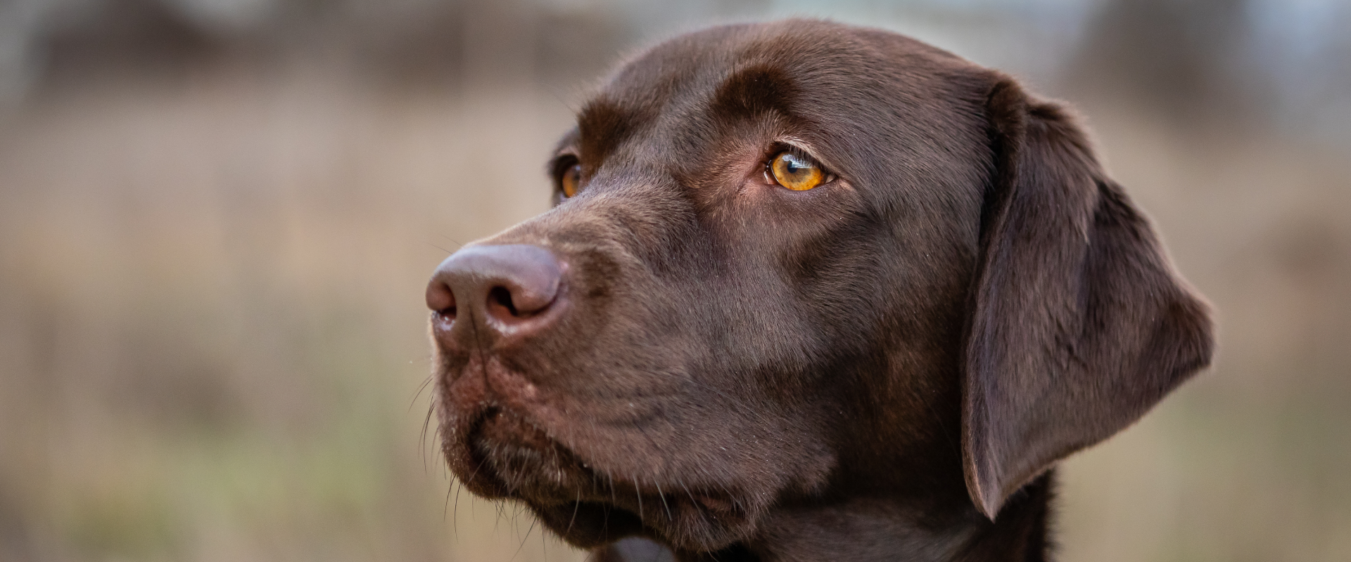 A long list of dog names that start with L | TrustedHousesitters.com