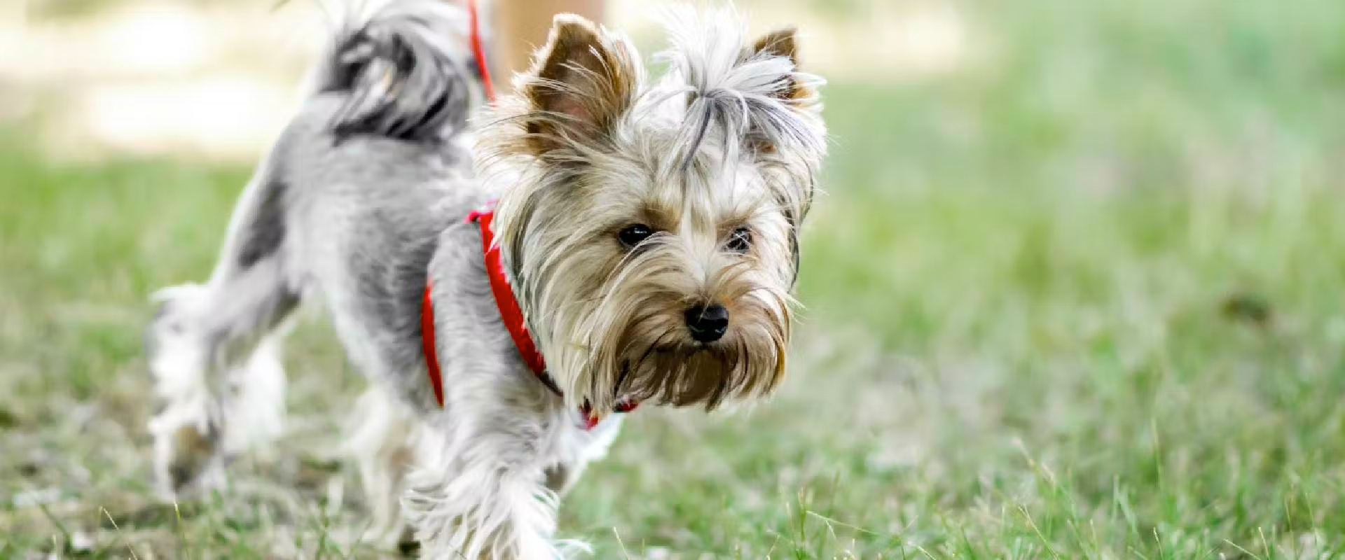 Chorkie Breed Guide | TrustedHousesitters.com