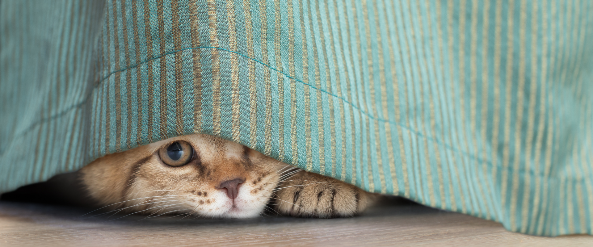 Cat attack! Understanding the cat ambush attack | TrustedHousesitters.com