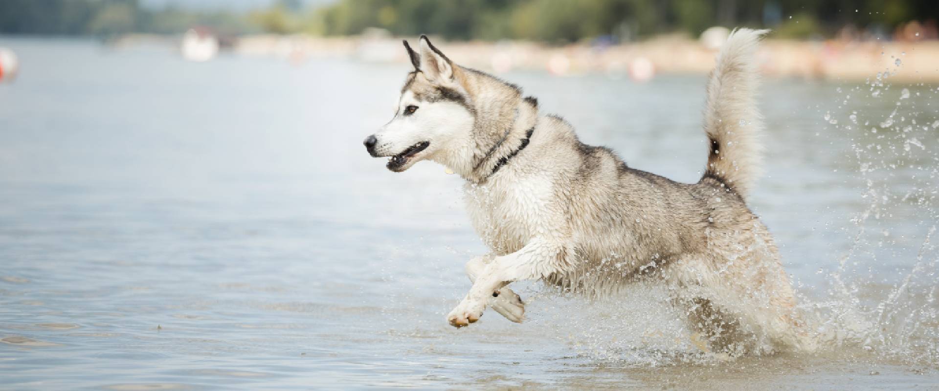 300 Husky Names | TrustedHousesitters.com