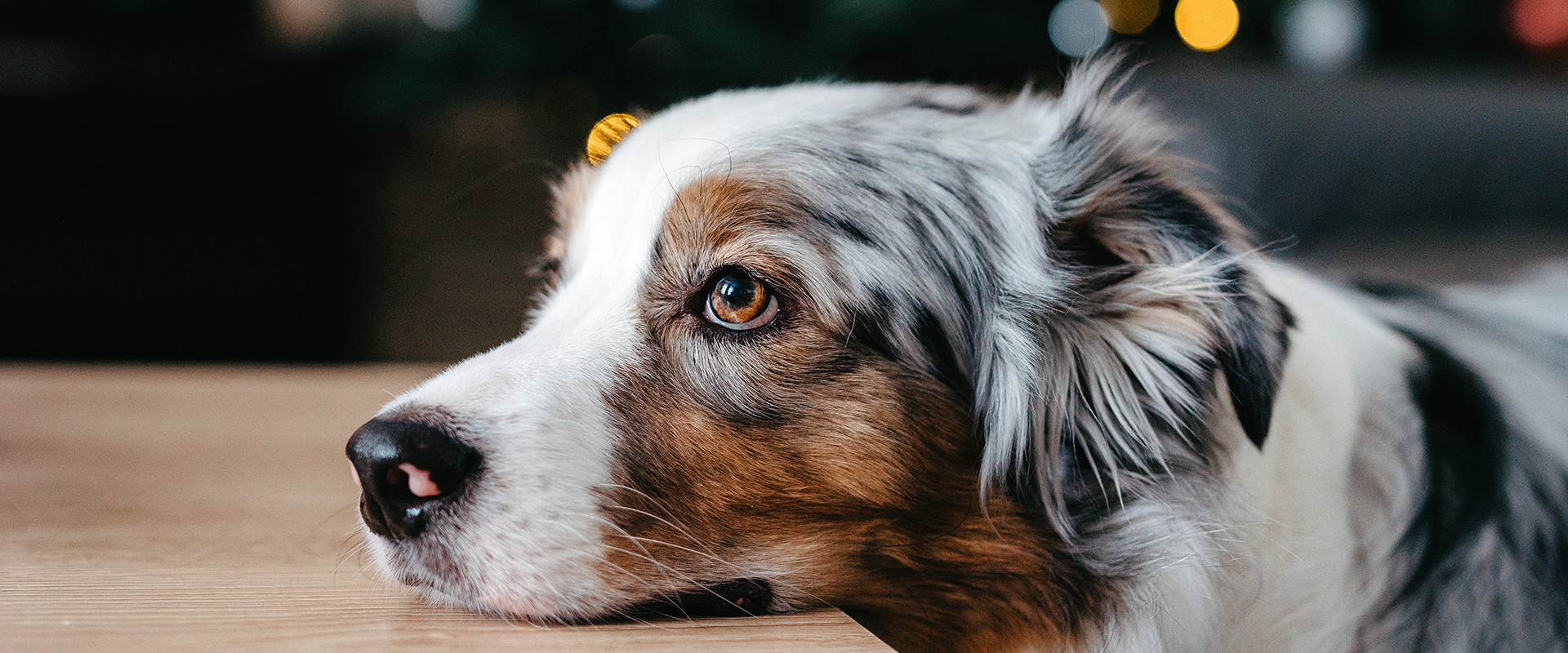 135+ Australian Shepherd Names for Your Aussie Pooch ...