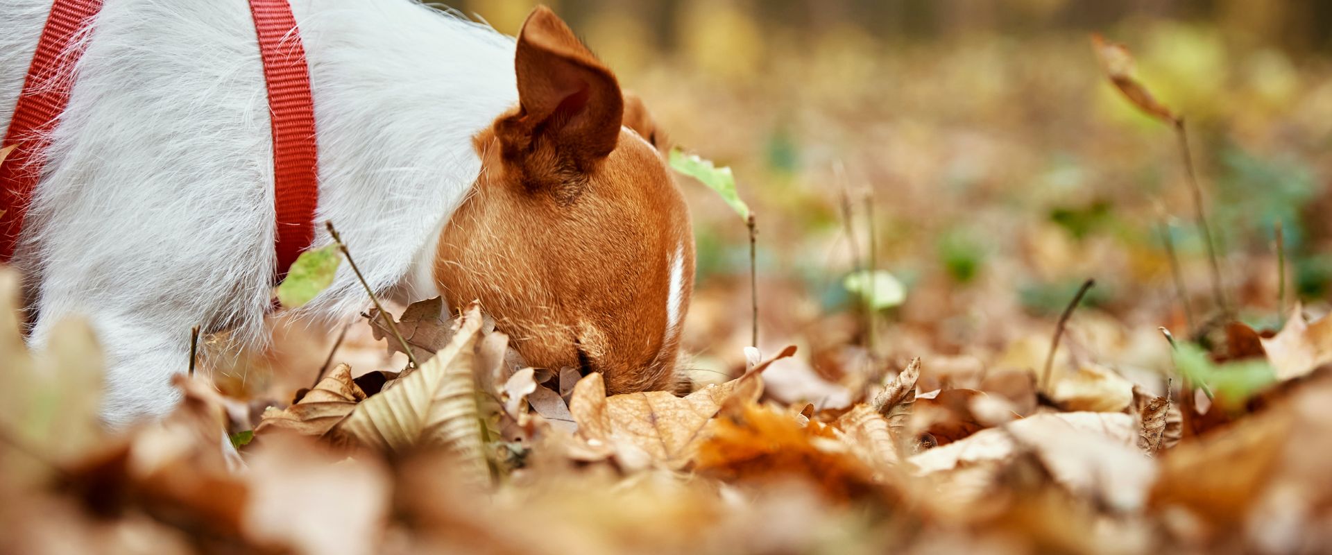 Can Dogs Eat Acorns? | TrustedHousesitters.com