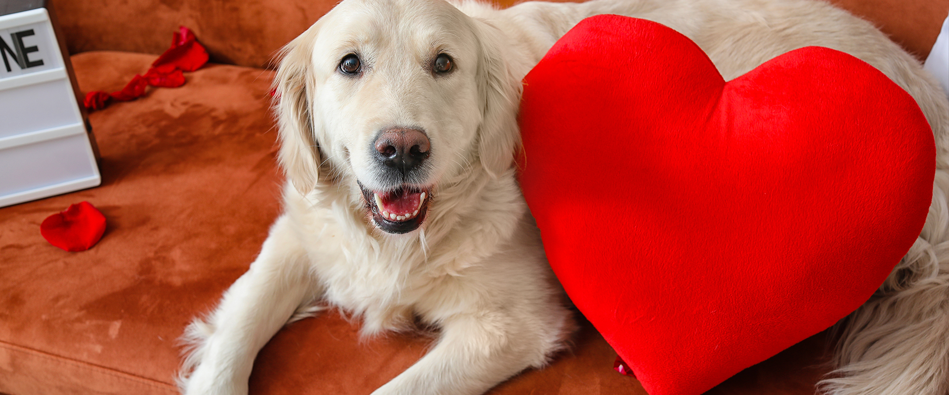 Valentine's Day Safety Tips for Pets | TrustedHousesitters.com