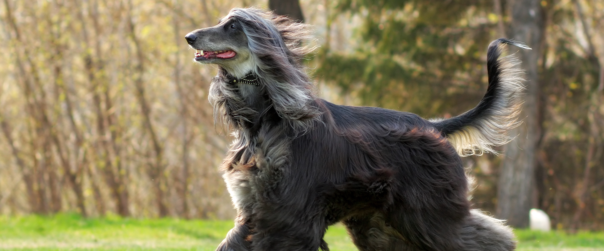 13 Dog Breeds With Floppy Ears | TrustedHousesitters.com