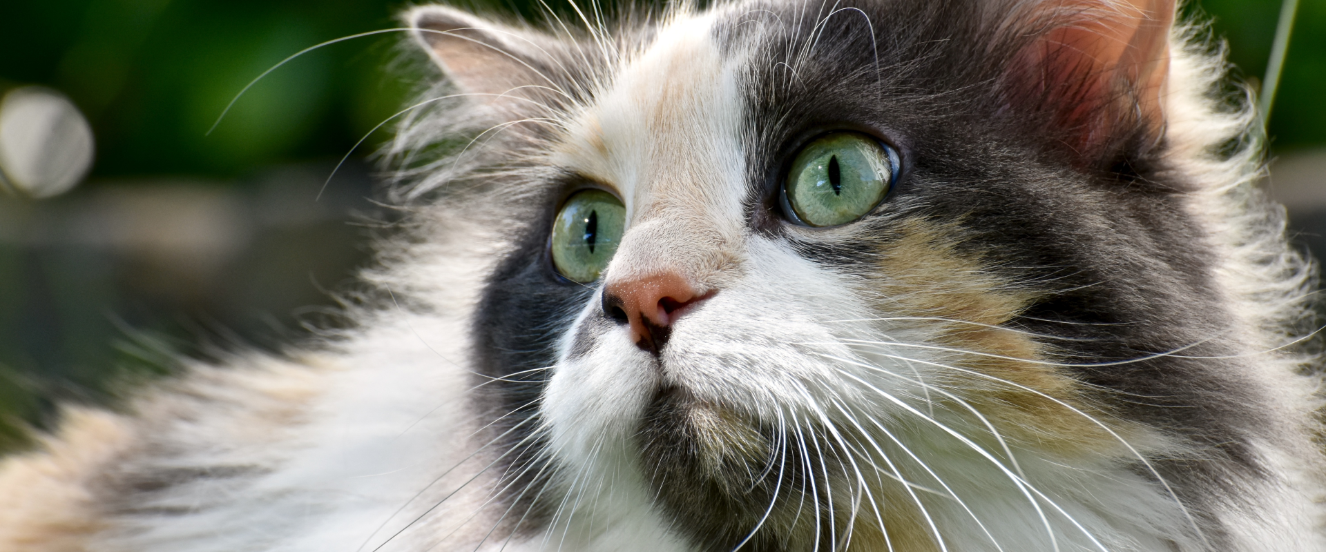 White Calico Cat With Green Eyes 83 Grey Calico Cat Stock Photos,