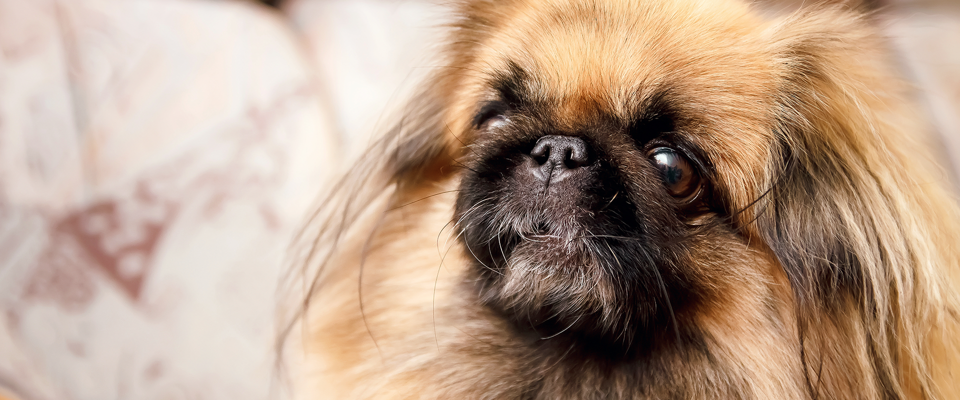 11 of the Best Lap Dogs | TrustedHousesitters.com