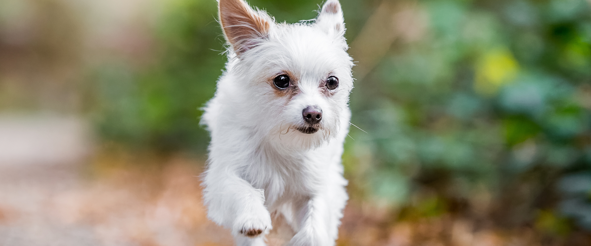 Chorkie Breed Guide | TrustedHousesitters.com