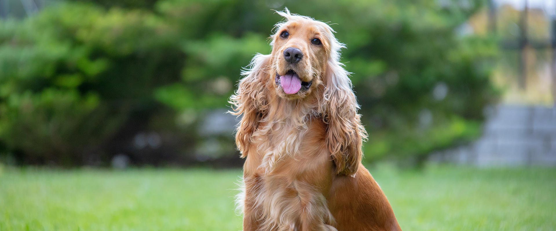 Springer Spaniel vs Cocker Spaniel: What’s the Difference ...