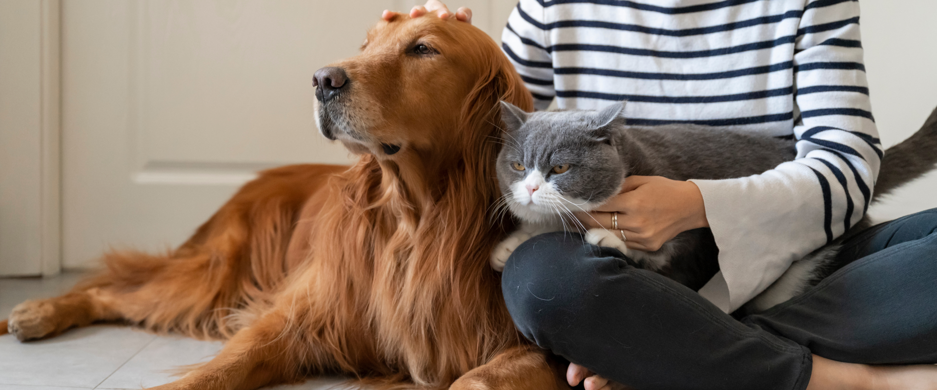 Hurricane Prep for Pets | How to Keep a Pet Safe During a Storm ...