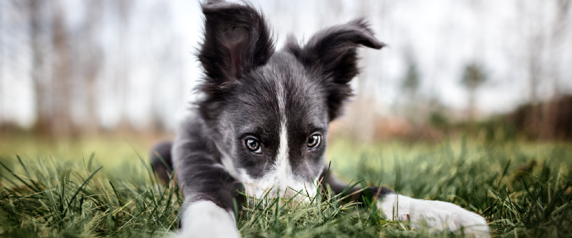 Understanding Dog Personalities: A Guide for Pet Parents ...