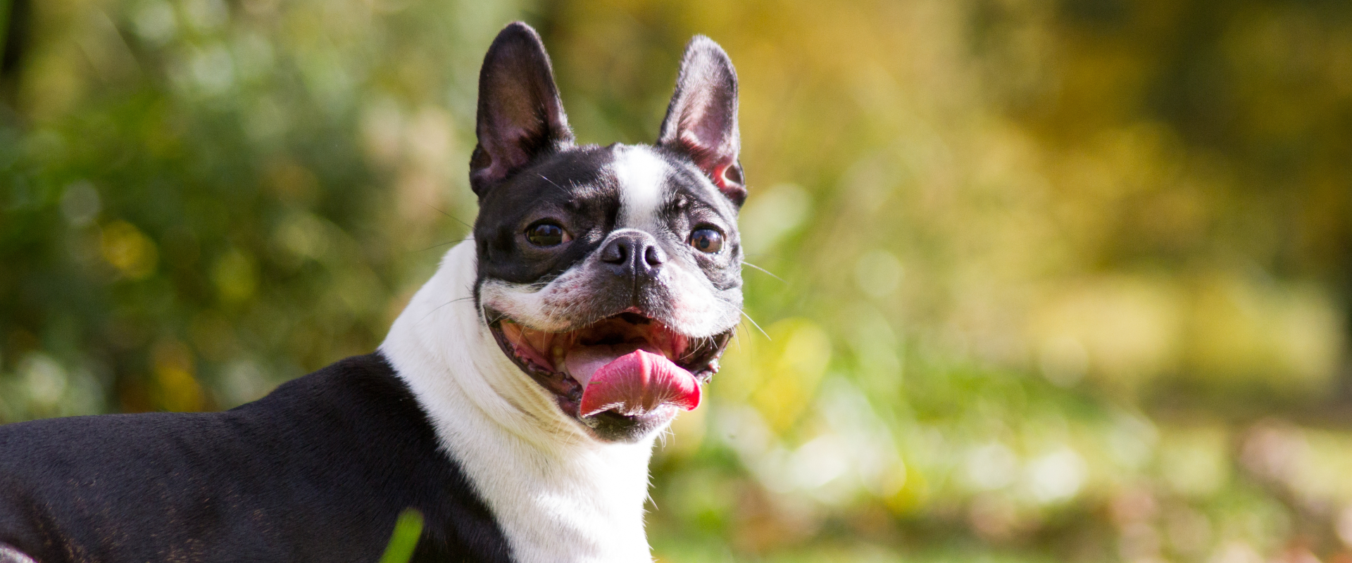 Top 10 Most Popular Terrier Breeds | TrustedHousesitters.com