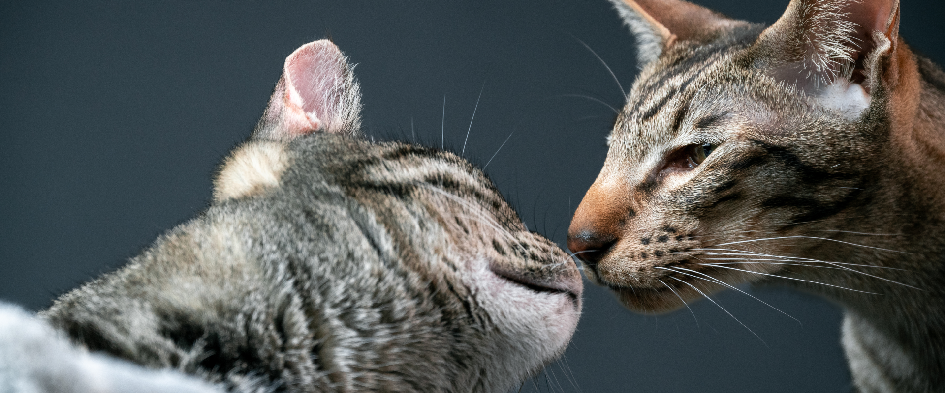 How do cats communicate with each other? | TrustedHousesitters.com