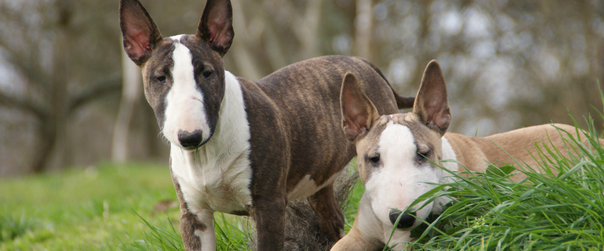 Top 10 Most Popular Terrier Breeds | TrustedHousesitters.com