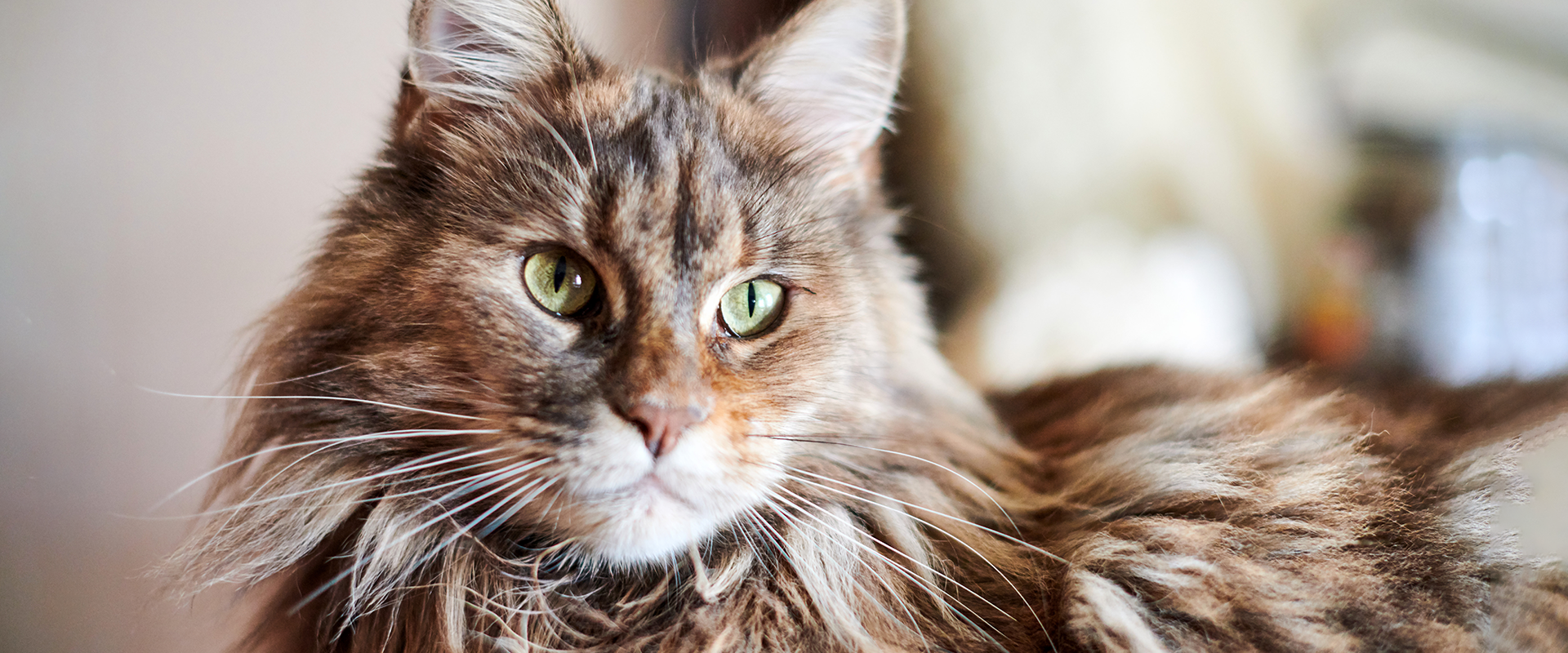What Are the Friendliest Cat Breeds? | TrustedHousesitters.com