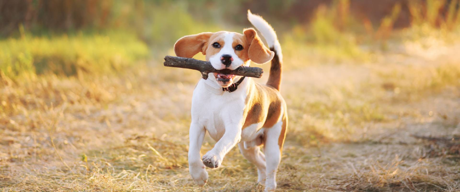 Extinct Dog Breeds | TrustedHousesitters.com