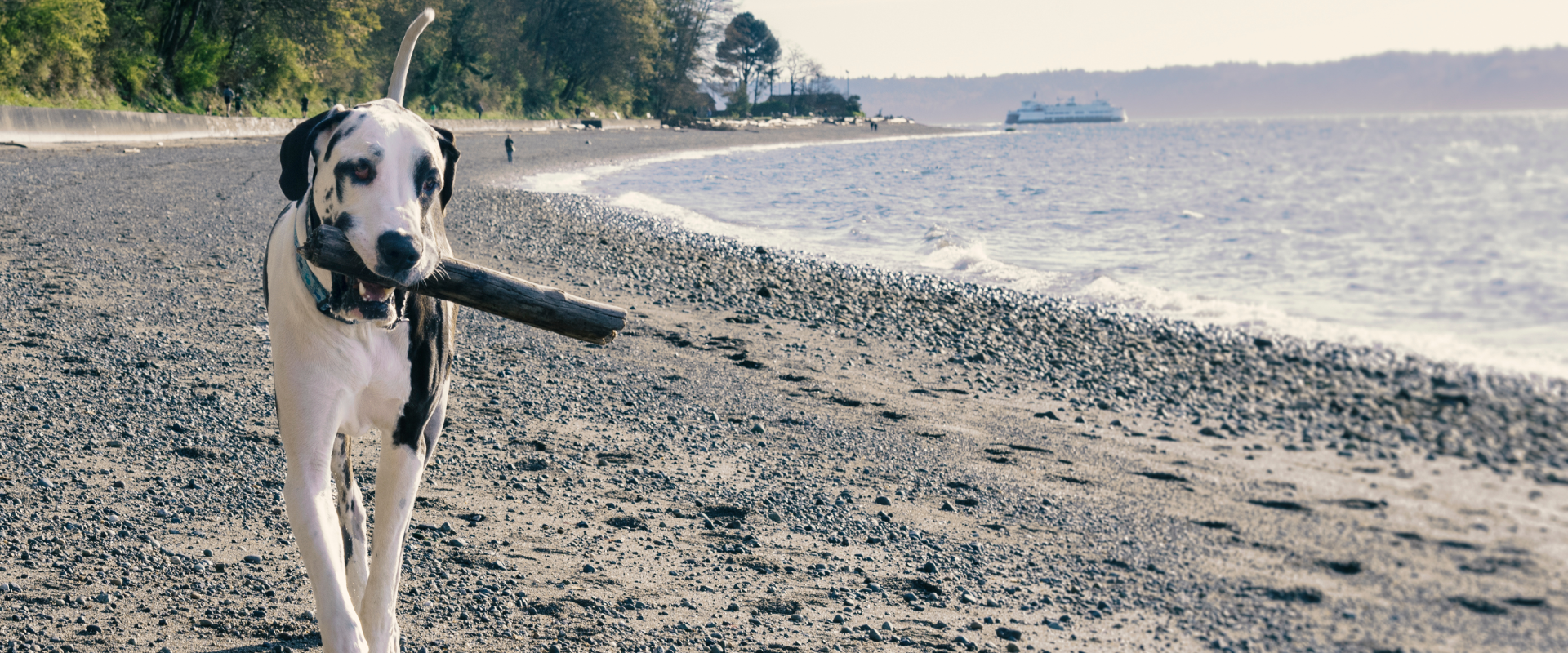 Dog-Friendly Seattle: Things to do With a Dog in Seattle ...