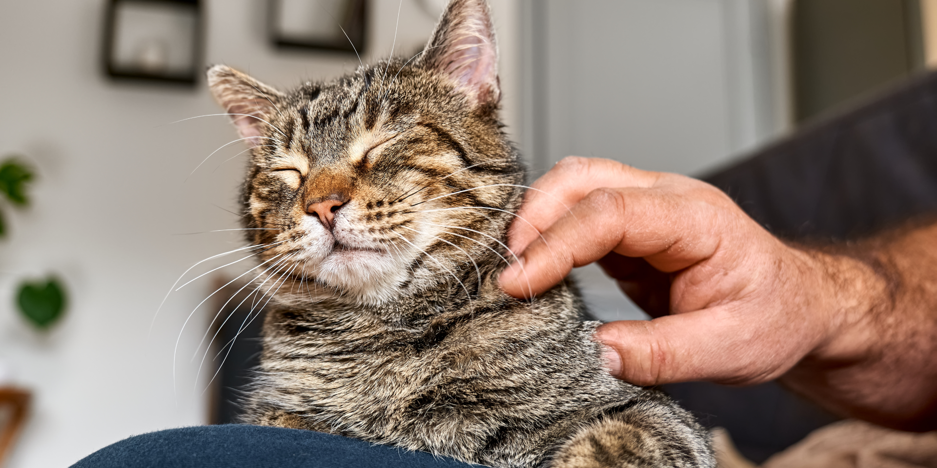 Tabby Cat Names | TrustedHousesitters.com