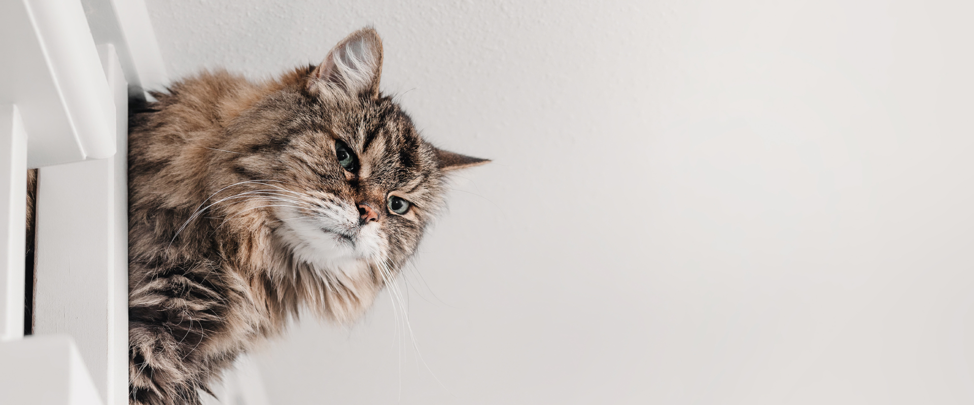 The Best Senior Cat Products for your Silver-Whiskered Sidekick ...