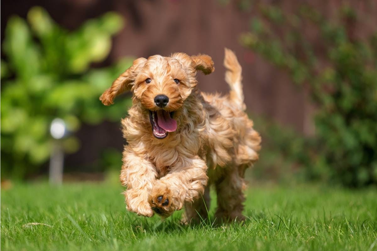 Paw Patrol In Real Life Dog