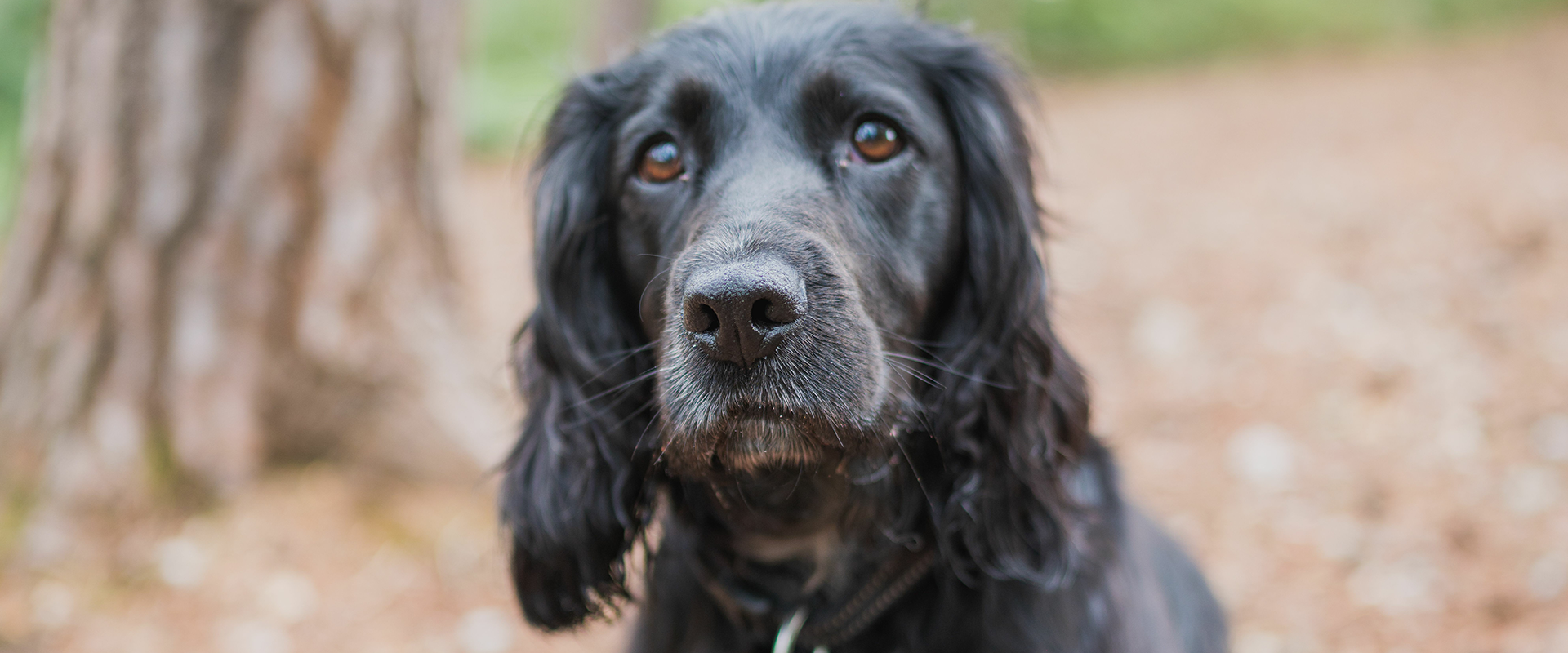 Sprocker Spaniel Breed Guide | TrustedHousesitters.com