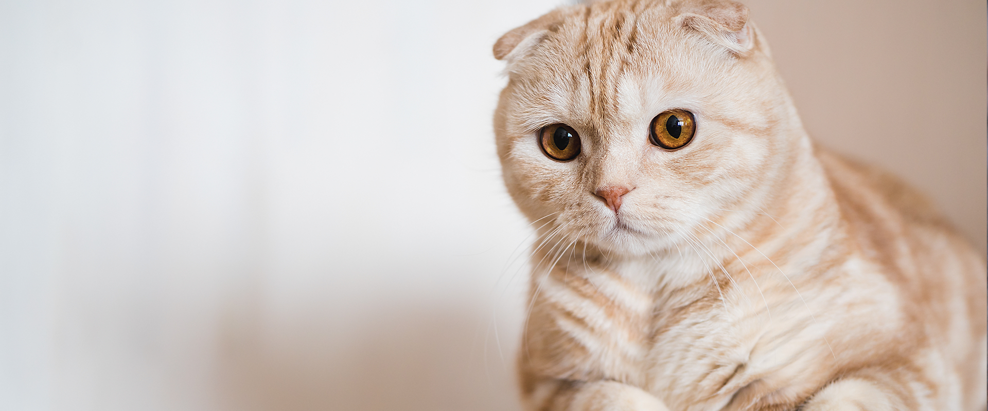 What Are the Friendliest Cat Breeds? | TrustedHousesitters.com