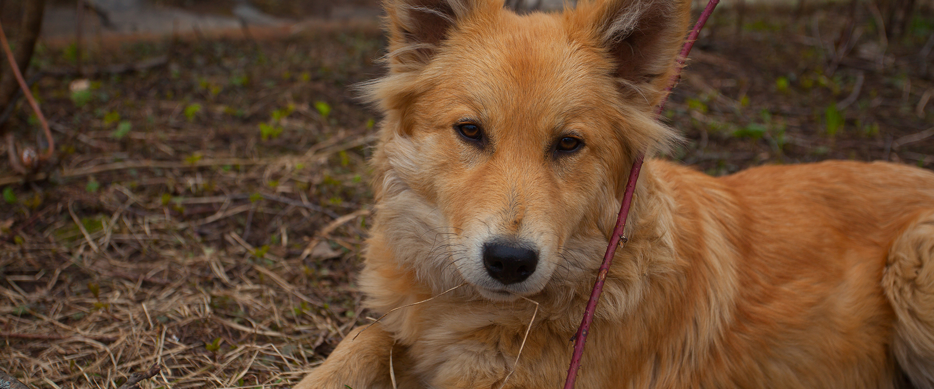 Popular Red Dog Names for Your Fiery Furbaby | TrustedHousesitters.com